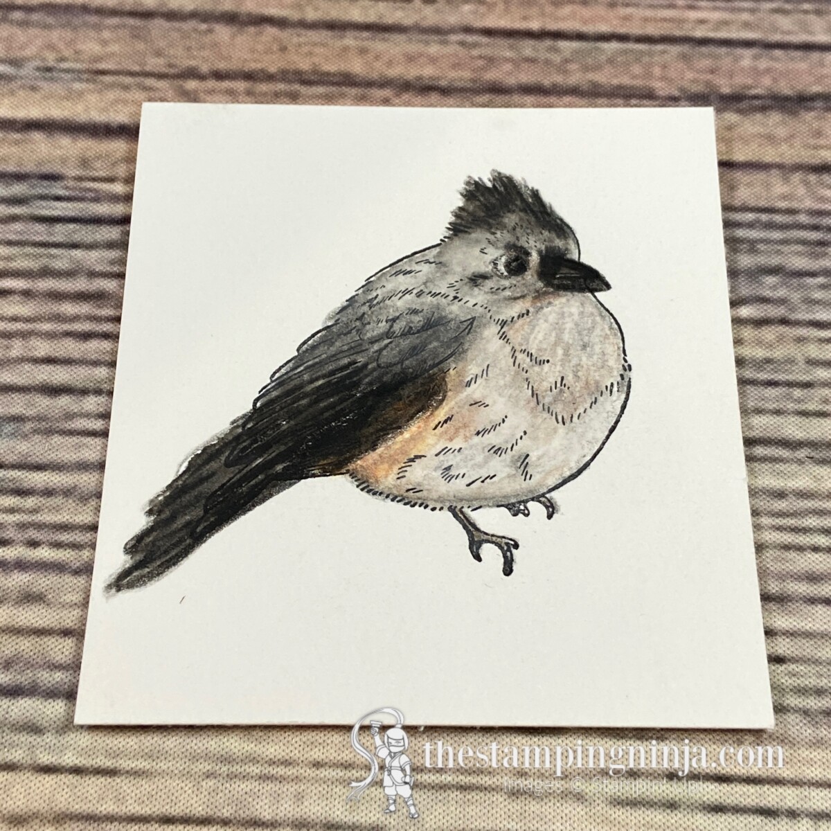 Perched in a Tree Tufted Titmouse